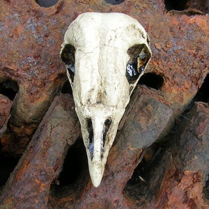 Barn Owl Skull Replica Catalyst Studios Exclusive for Display - Etsy