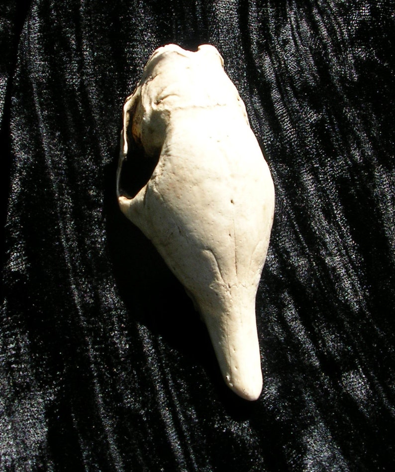 Armadillo Skull Realistic Resin Replica North American Nine - Etsy
