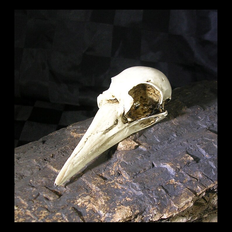 Magpie Realistic Bird Skull Replica Catalyst Studios Exclusive - Etsy