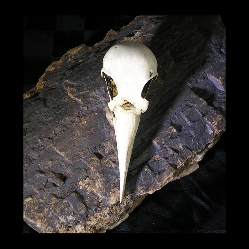Magpie Realistic Bird Skull Replica Catalyst Studios Exclusive for ...