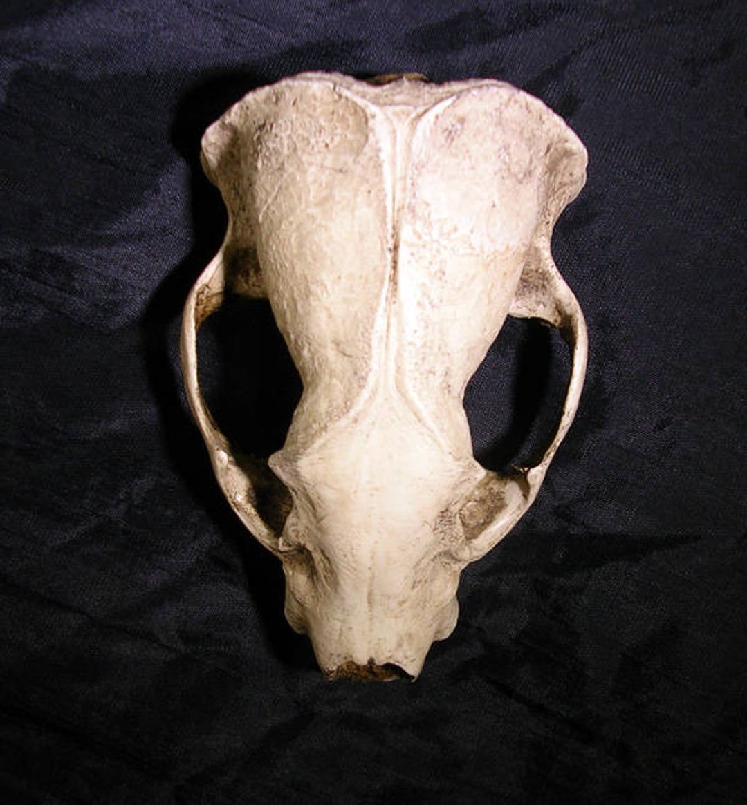North American Badger Skull Realistic Resin Replica - Etsy