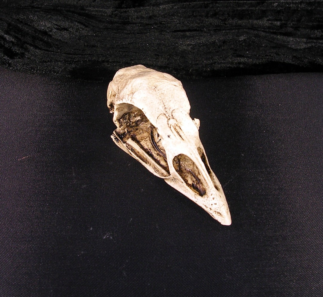 Resin Replica Turkey Skull Traumatize Your Relatives - Etsy