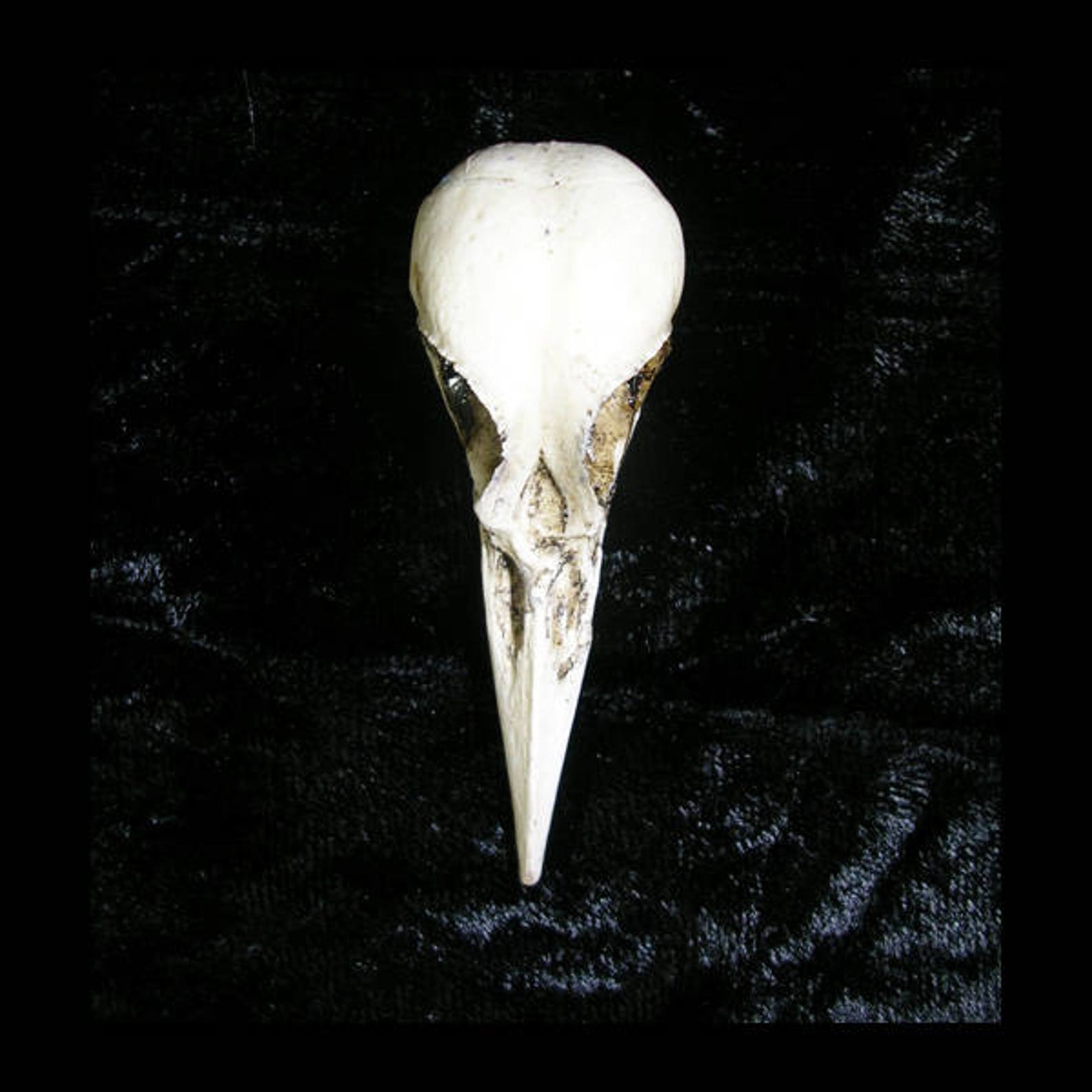 Flicker Realistic Bird Skull Replica Catalyst Studios - Etsy New Zealand