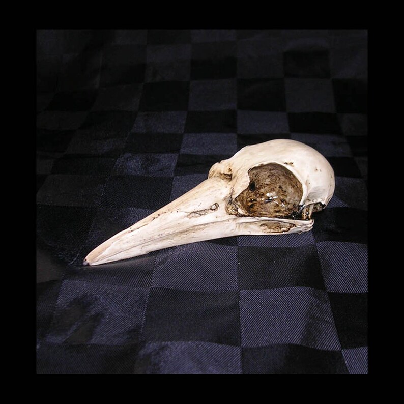 Magpie Realistic Bird Skull Replica Catalyst Studios Exclusive - Etsy