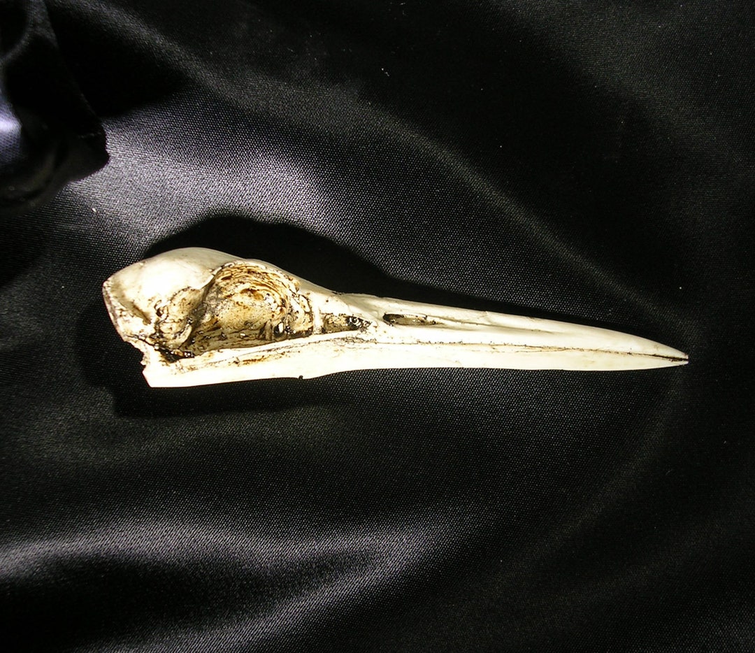 Pond Heron Realistic Bird Skull Replica Catalyst Studios Special Order ...