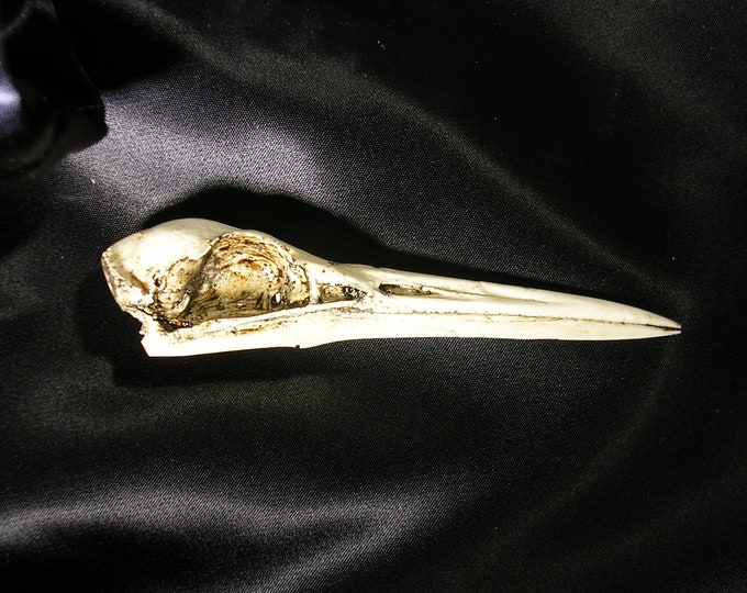 Pond Heron Realistic Bird Skull Replica - Etsy