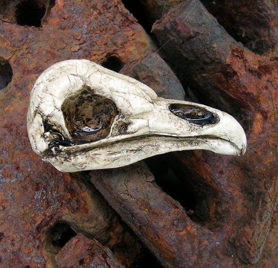 Barn Owl Skull Replica Catalyst Studios Exclusive for Display - Etsy