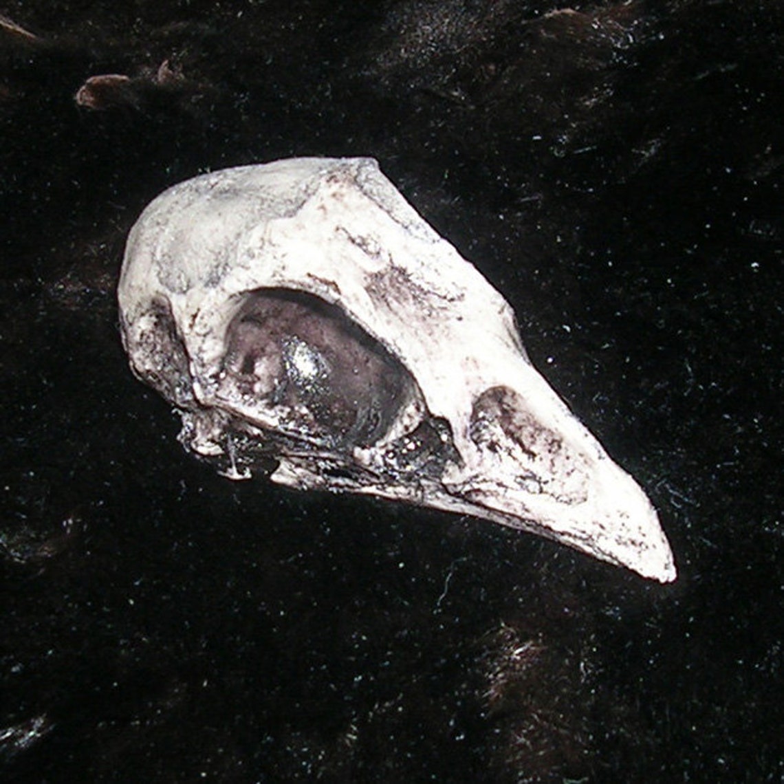 Chicken Skull Realistic Resin Replica Rock Out With Your Bock - Etsy