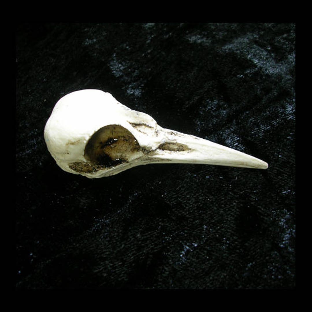 Flicker Realistic Bird Skull Replica Catalyst Studios Exclusive for ...