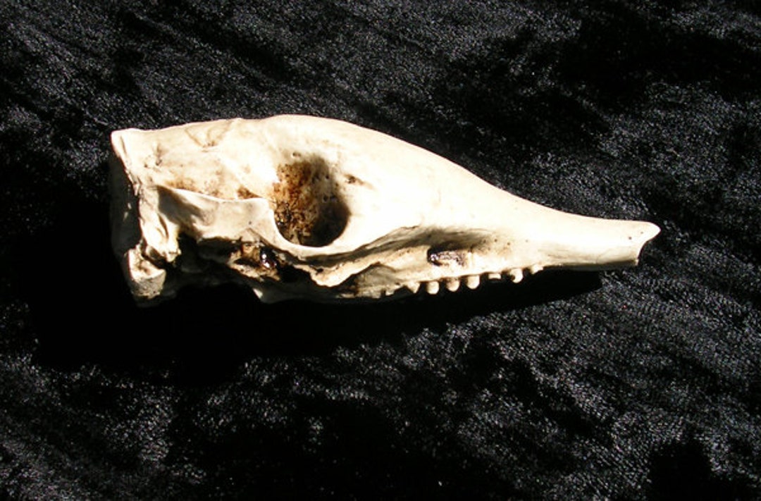 Armadillo Skull Realistic Resin Replica North American Nine Banded - Etsy