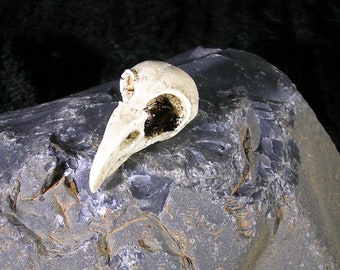 Barred Owl Skull Replica Catalyst Studios exclusive for | Etsy