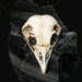 Barred Owl Skull Replica Catalyst Studios Exclusive for Display Costume ...