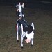 Cow Mailbox, Holstein Cow Mailbox, Bovine Mail Box, Custom Mailbox ...