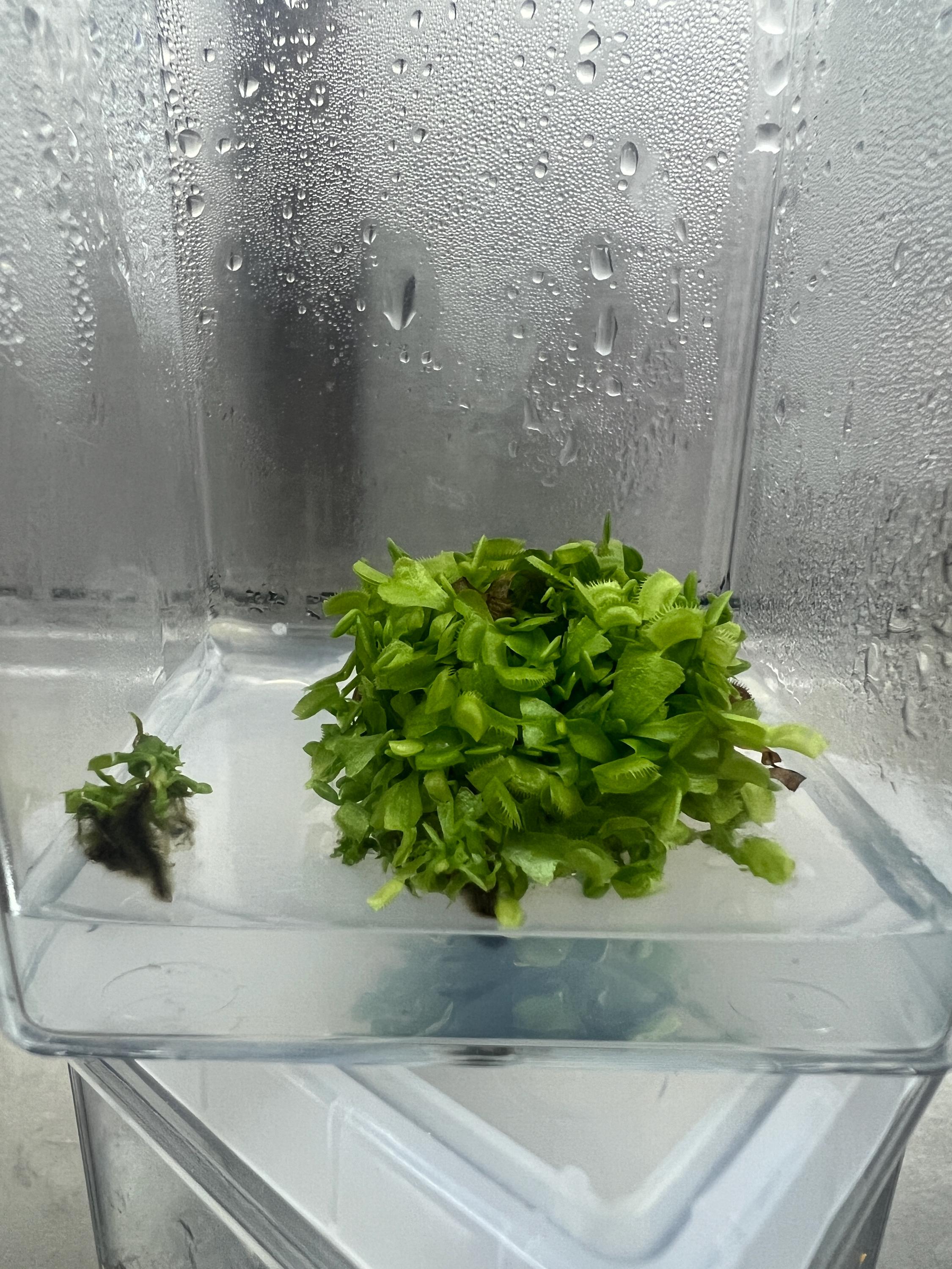 Plant Tissue Culture: Venus Flytrap - Etsy