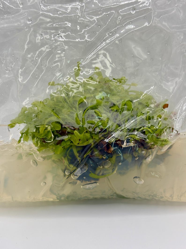 Venus Fly Trap in Tissue Culture - Etsy