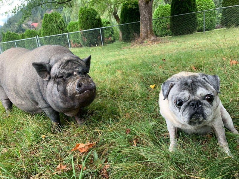 Pig and Pug Colouring Page Colouring for Kids - Etsy