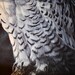 Snowy Owl Panel 35 Inches X 45 Inches - Etsy