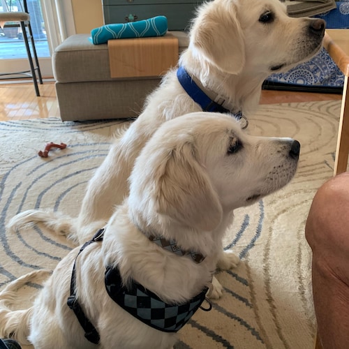 bigwhitedogs2 - Etsy