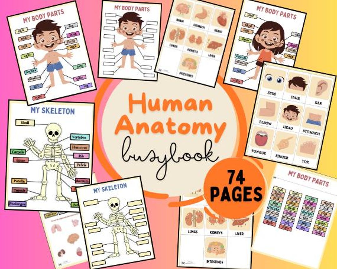 Human Anatomy Busy Book Printable Preschool Worksheets Homeschool ...