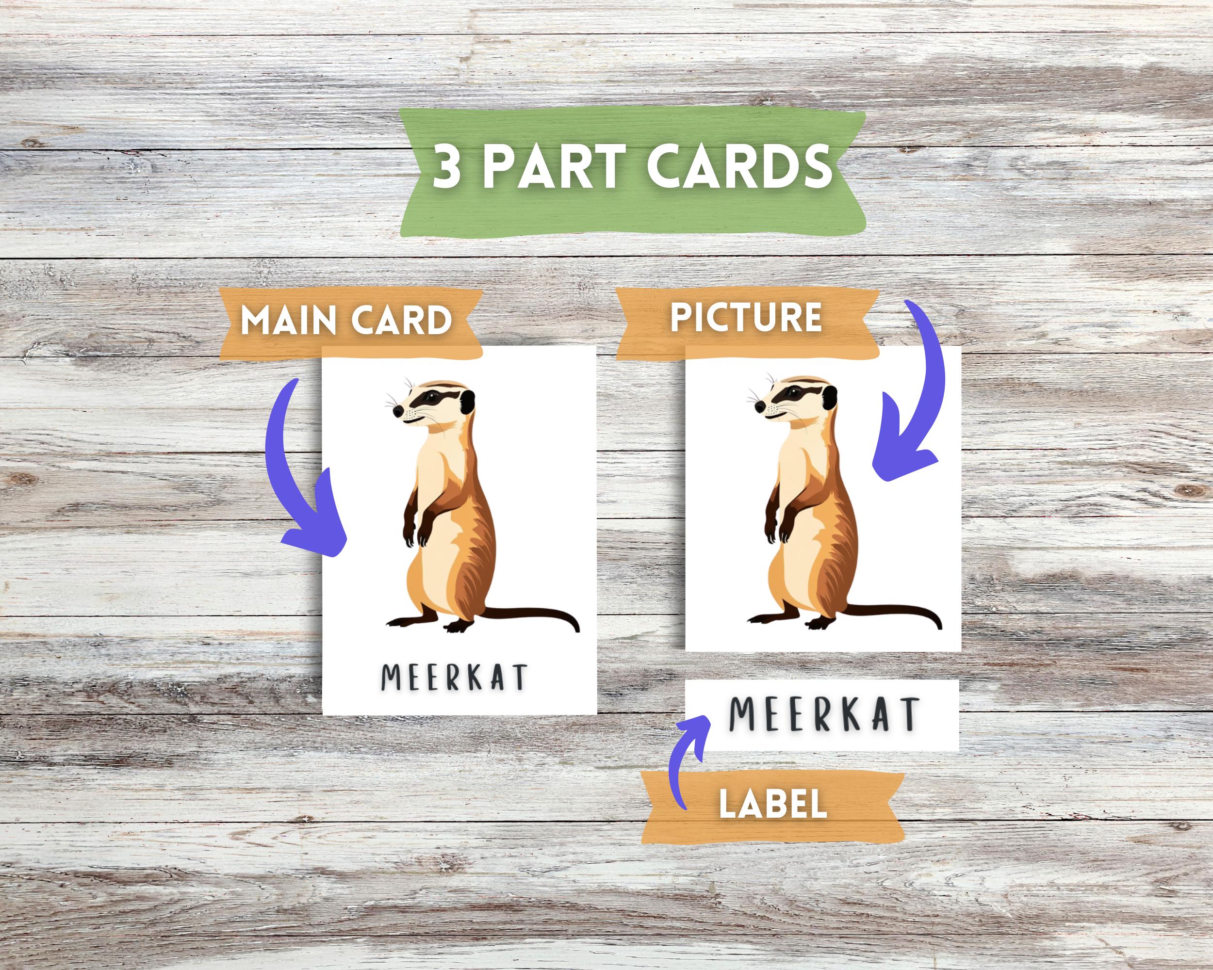 32 Safari Animals Flashcards, Montessori Flashcards, Printable Animal ...