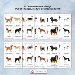 20 Common Dog Breeds - Montessori Cards • Flash Cards • Three Part ...