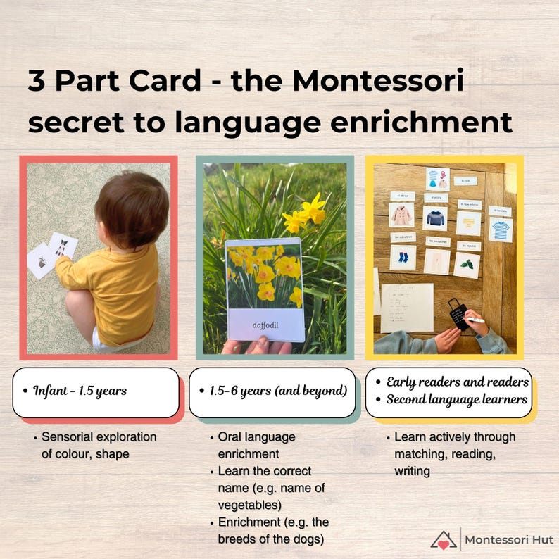 Mega Pack 27 Common House Plants Montessori Cards • Flash Cards • Three ...
