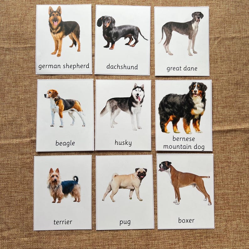 20 Common Dog Breeds - Montessori Cards • Flash Cards • Three Part ...