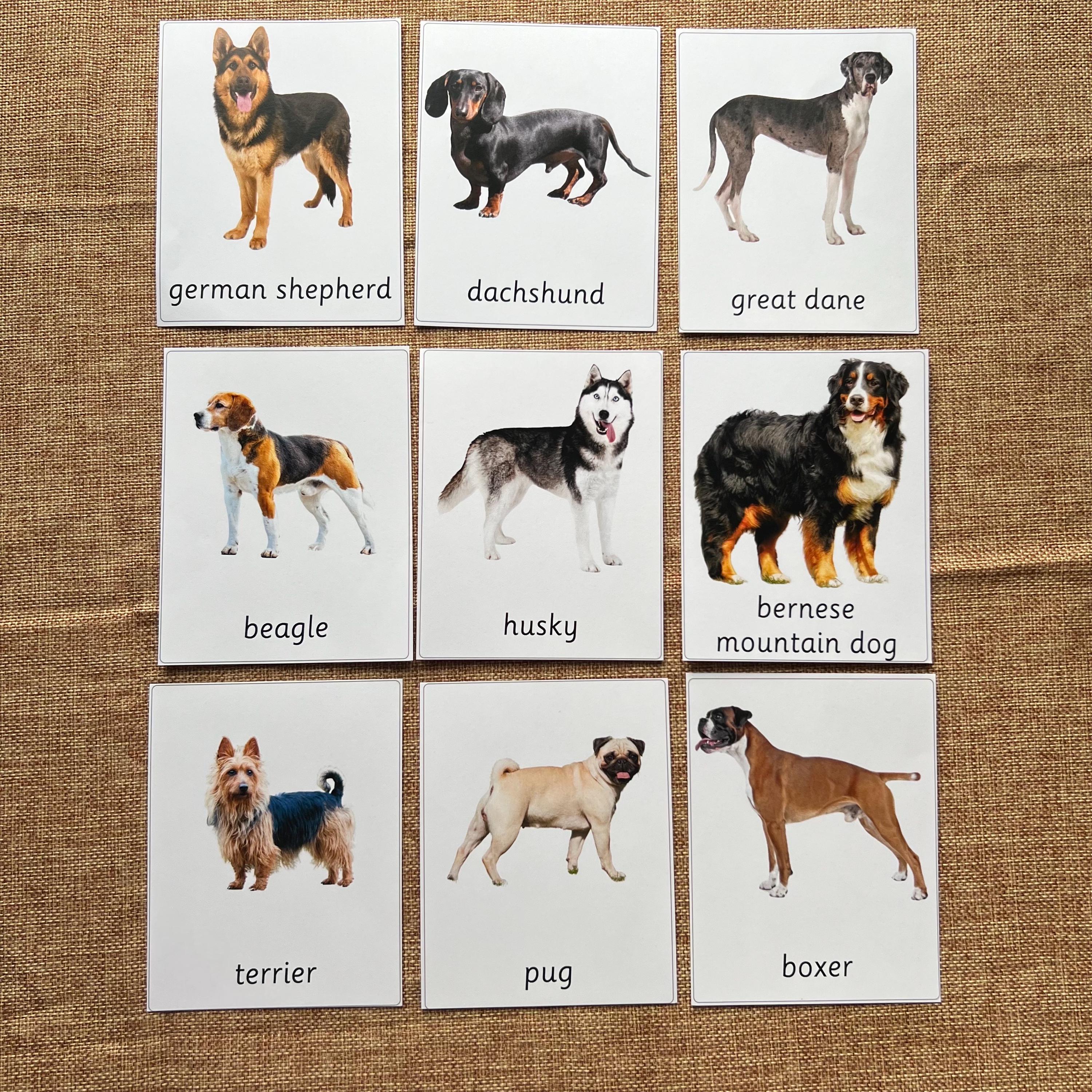 20 Common Dog Breeds - Montessori Cards • Flash Cards • Three Part ...