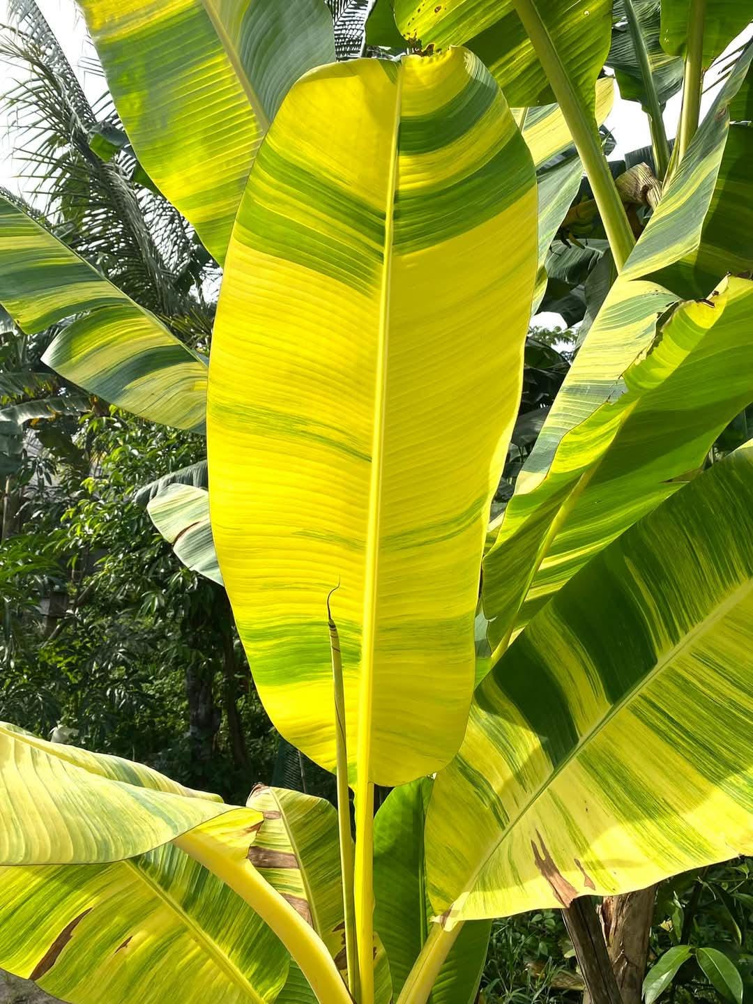 Musa Acuminata Papua 'variegated' 10 Seeds From Thailand - Etsy Canada