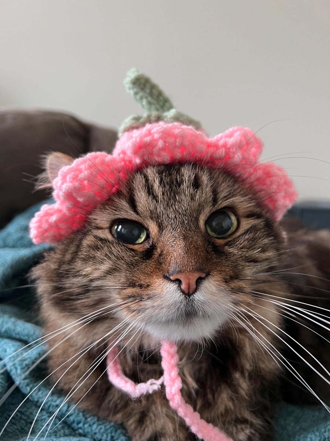 Flower Hat for Cats - Etsy