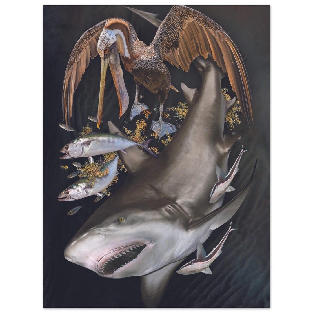Bull Shark and Pelican - Etsy