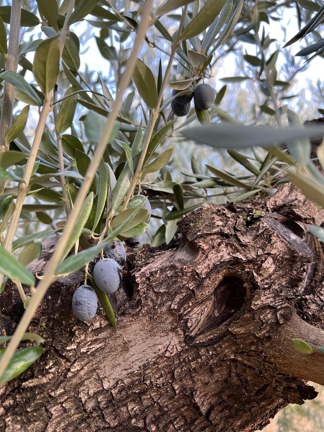 Fresh Olive Leaves for Weddings | Natural and Eco-friendly Decoration ...