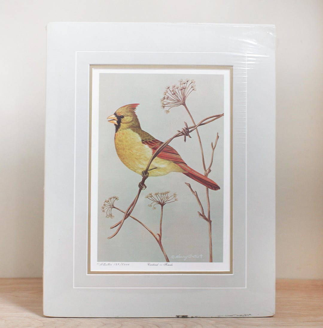 Harry Antis Cardinal Female Bird Signed & Numbered Print/ Beautiful ...