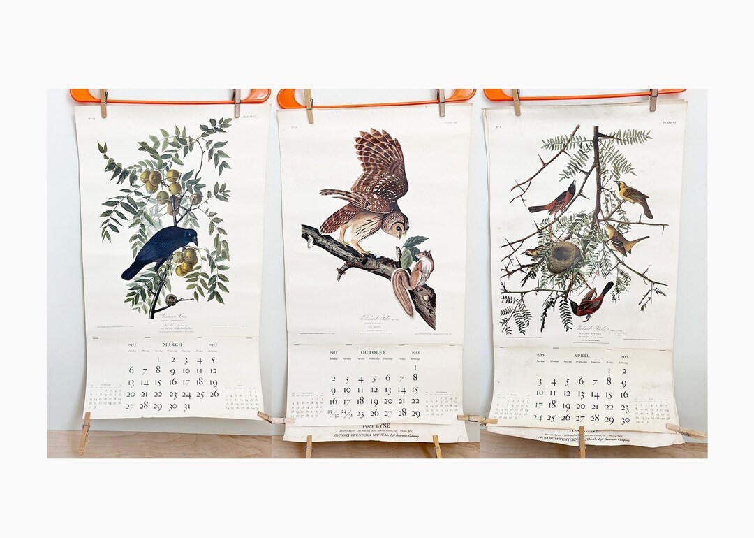 Rare Audubon Book Plate Calendars From 1955/ 3 Large Vintage Offset ...