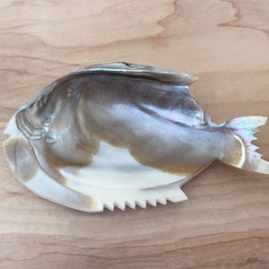 Fish Shaped Abalone Shell Dish/ Beautiful & Unique Hand Carved Japanese ...