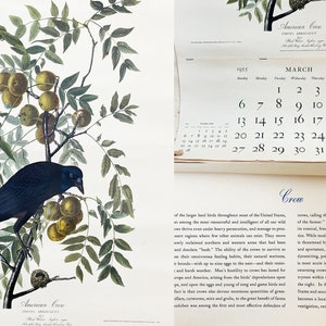 Rare Audubon Book Plate Calendars From 1955/ 3 Large Vintage Offset ...