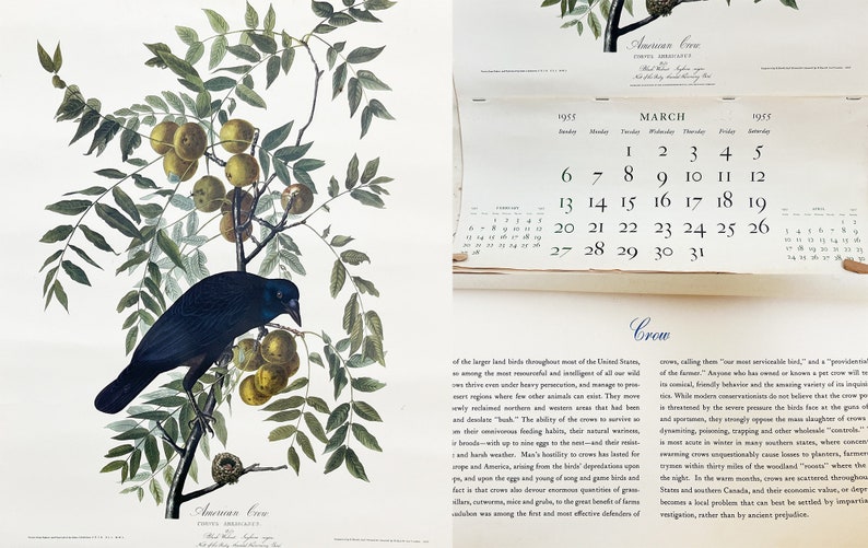Rare Audubon Book Plate Calendars From 1955/ 3 Large Vintage Offset ...