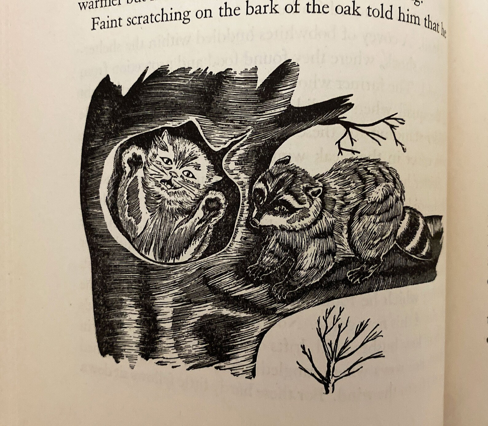 The Skitter Cat Book by Eleanor Youmans and Illustrated by J.J. Taber ...
