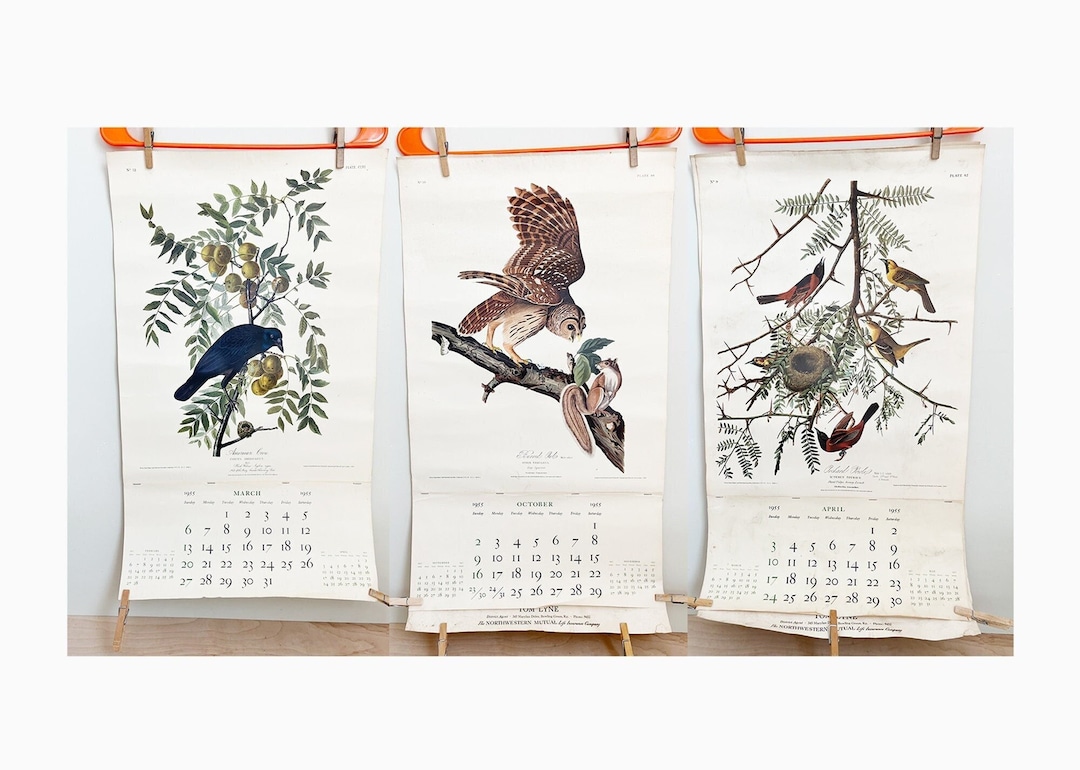Rare Audubon Book Plate Calendars From 1955/ 3 Large Vintage Offset ...