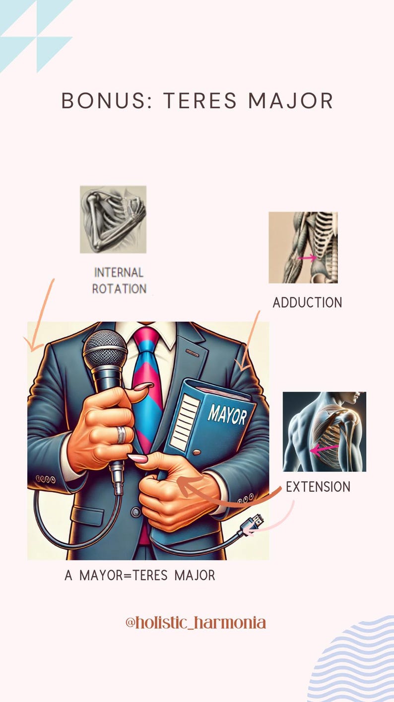 Anatomy Mnemonics-muscle Action Visual Guide for Studying and ...