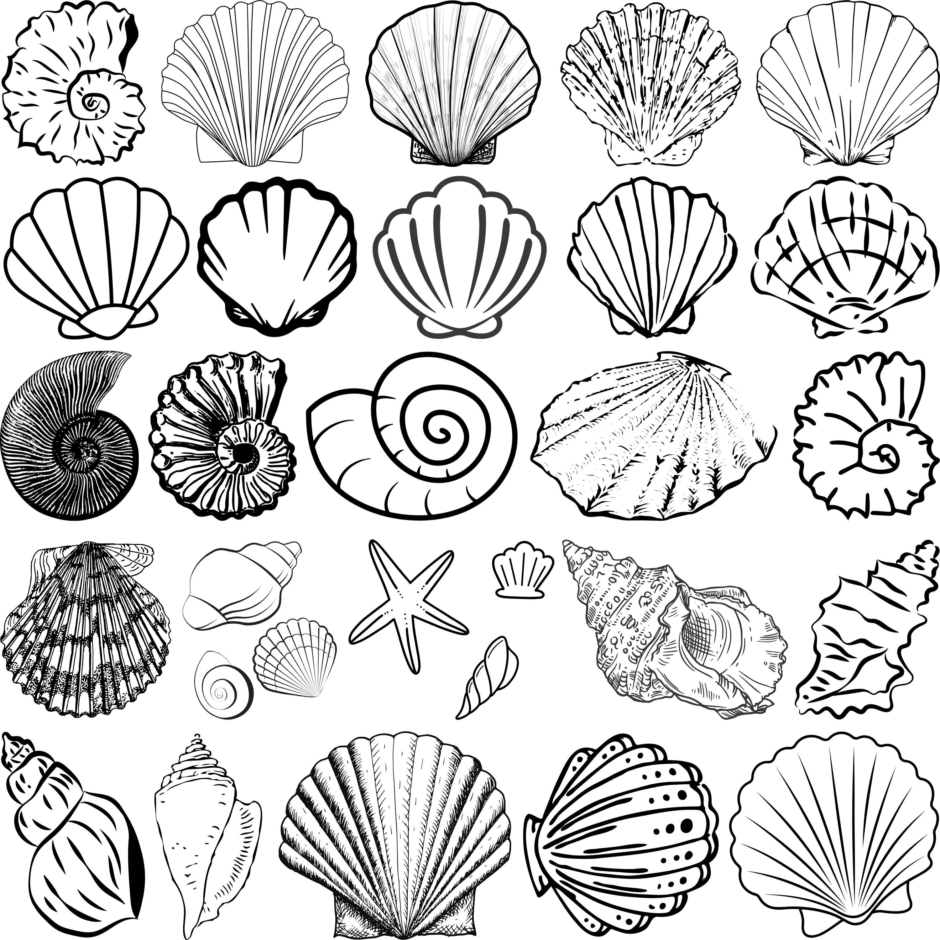 Seashell SVG Bundle, Seashell Clipart, Seashell SVG Cut Files for ...