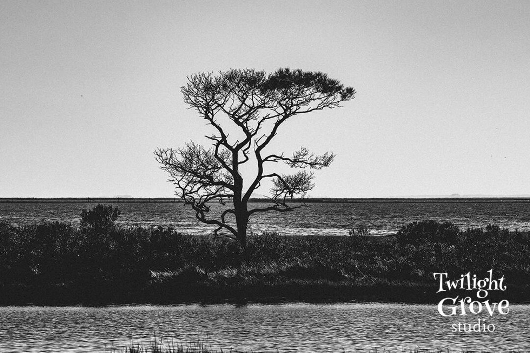 Tree B&W on Water, Landscpe Photo, High Resolution, Digital Download - Etsy