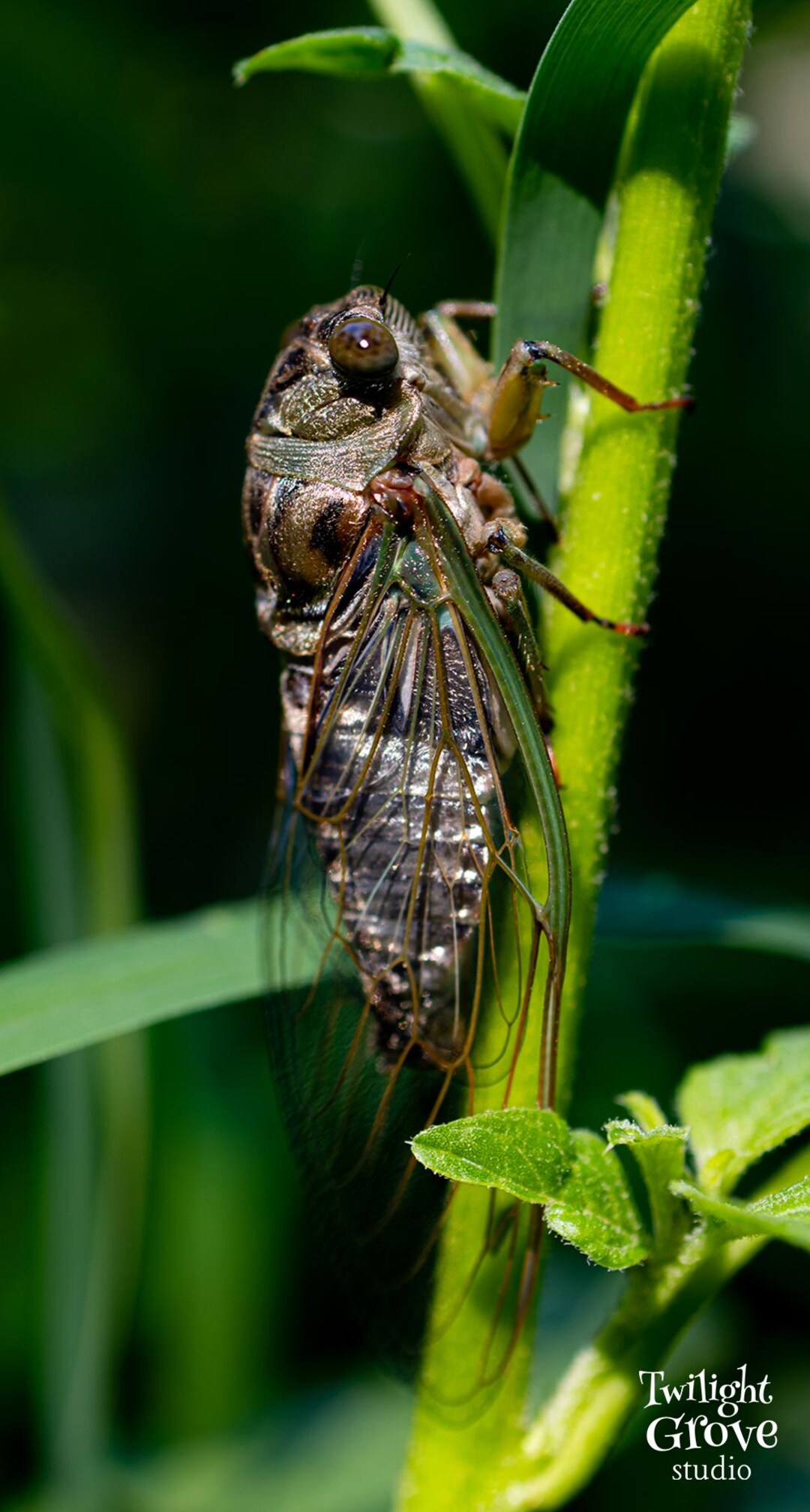 Cicada on Grass, Close up Macro Photo, High Resolution, Digital ...