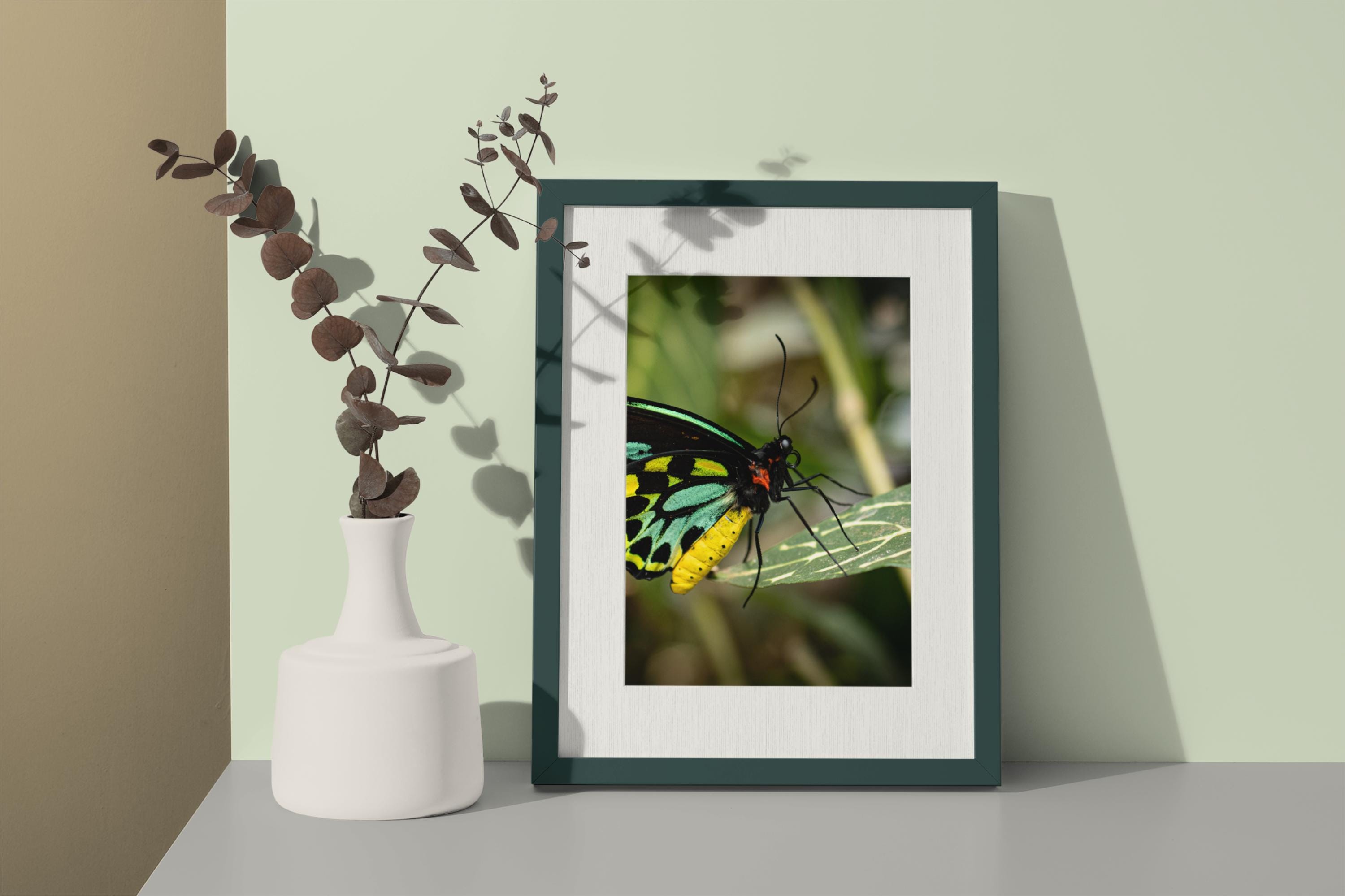 Queen Alexandra's Birdwing, Butterfly, Close Up, Macro Photo, High ...