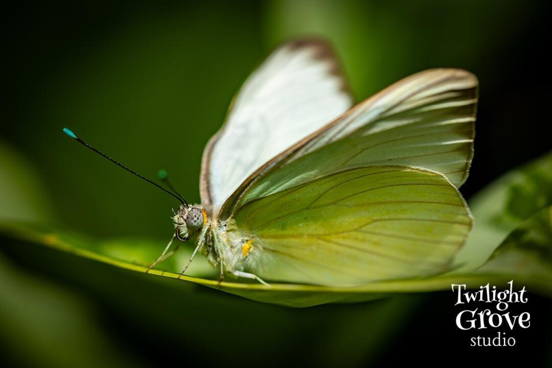 Ascia Butterfly Close Up, Close up Macro Photo, High Resolution ...