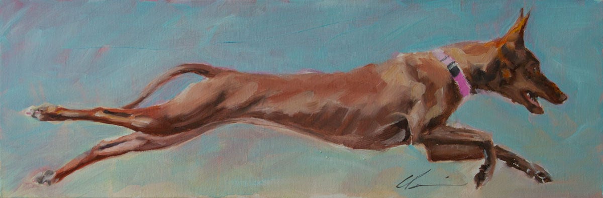 Pharaoh Hound, Running, Chasing, Rabbit, on Blue, Sky Background Large ...