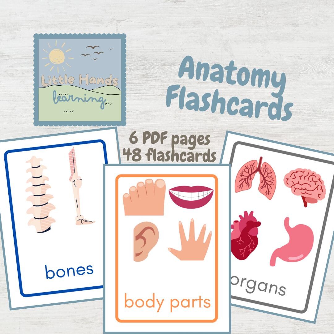 Preschool Anatomy Flashcards | Educational Human Body Learning for Kids ...