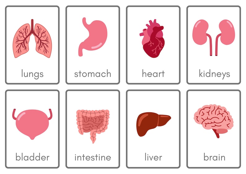 Preschool Anatomy Flashcards | Educational Human Body Learning for Kids ...