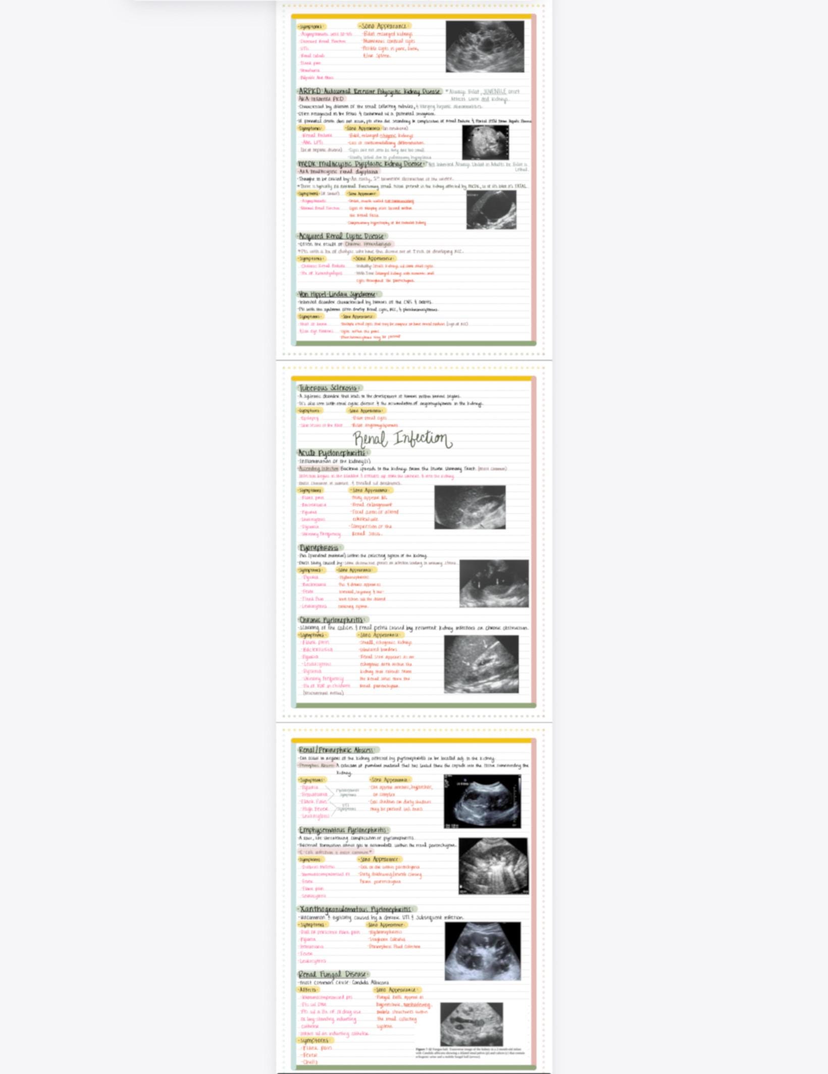 The Urinary System Study Guide - Etsy