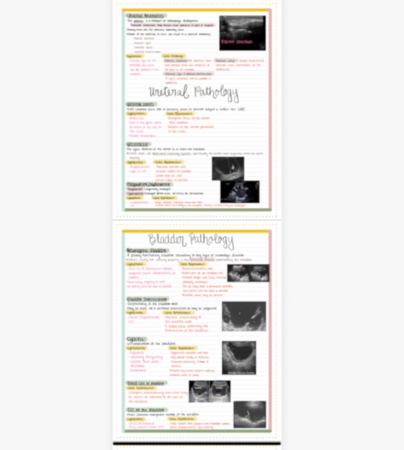 The Urinary System Study Guide - Etsy